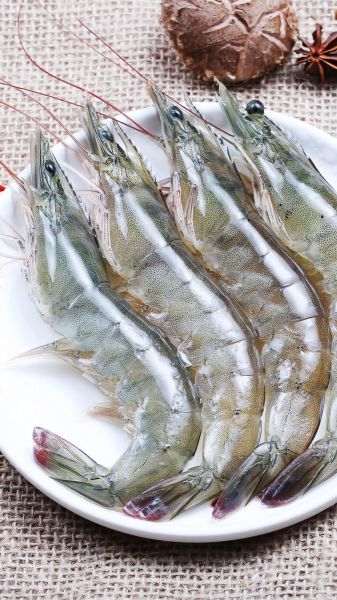 海虾图片大全大图_高清海虾品种图鉴-第1张图片-山城妙识 海虾图片大全大图_高清海虾品种图鉴-第1张图片-山城妙识