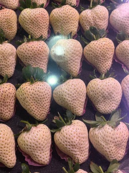 鸵鸟蛋多少钱一颗_鸵鸟蛋价格影响因素-第1张图片-山城妙识 鸵鸟蛋多少钱一颗_鸵鸟蛋价格影响因素-第1张图片-山城妙识