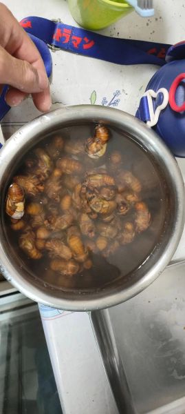 知了怎么吃最好_知了怎么吃最营养-第1张图片-山城妙识 知了怎么吃最好_知了怎么吃最营养-第1张图片-山城妙识