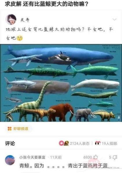比蓝鲸重10000倍的动物_真的存在吗-第1张图片-山城妙识
