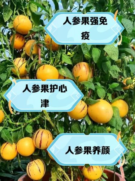 人参果吃了有什么好处_人参果的功效与作用-第2张图片-山城妙识