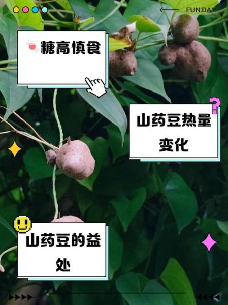 山药豆和山药的营养价值有区别吗_哪个更适合日常食用-第3张图片-山城妙识