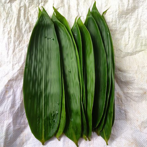 包粽子的叶子叫什么植物_粽叶是哪种植物的叶子-第2张图片-山城妙识 包粽子的叶子叫什么植物_粽叶是哪种植物的叶子-第2张图片-山城妙识