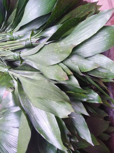 包粽子的叶子叫什么植物_粽叶是哪种植物的叶子-第3张图片-山城妙识 包粽子的叶子叫什么植物_粽叶是哪种植物的叶子-第3张图片-山城妙识