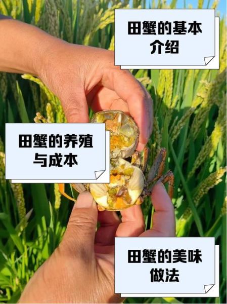 稻田蟹怎么养_稻田蟹和河蟹区别-第1张图片-山城妙识