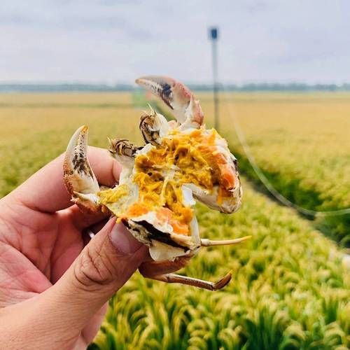 稻田蟹怎么养_稻田蟹和河蟹区别-第2张图片-山城妙识