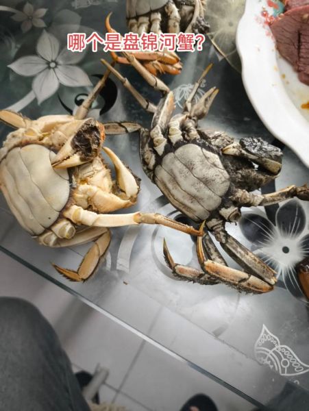 稻田蟹怎么养_稻田蟹和河蟹区别-第3张图片-山城妙识