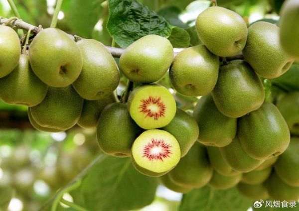 猕猴桃产地哪里的最好_中国最好吃的猕猴桃在哪里-第2张图片-山城妙识