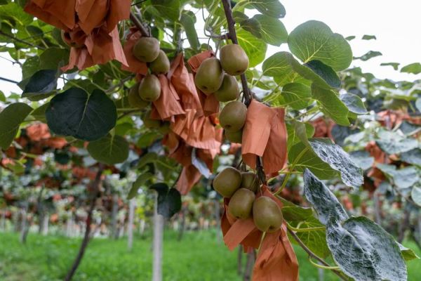 猕猴桃产地哪里的最好_中国最好吃的猕猴桃在哪里-第1张图片-山城妙识