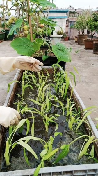 空心菜怎么摘洗_空心菜清洗的正确方法-第3张图片-山城妙识 空心菜怎么摘洗_空心菜清洗的正确方法-第3张图片-山城妙识