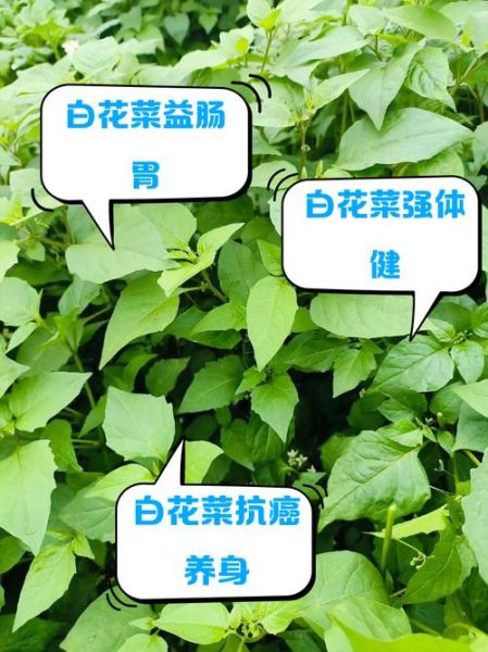 白花菜的营养价值及功效_白花菜怎么吃最健康-第1张图片-山城妙识