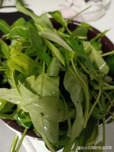 空心菜怎么摘洗_空心菜清洗的正确方法-第1张图片-山城妙识 空心菜怎么摘洗_空心菜清洗的正确方法-第1张图片-山城妙识