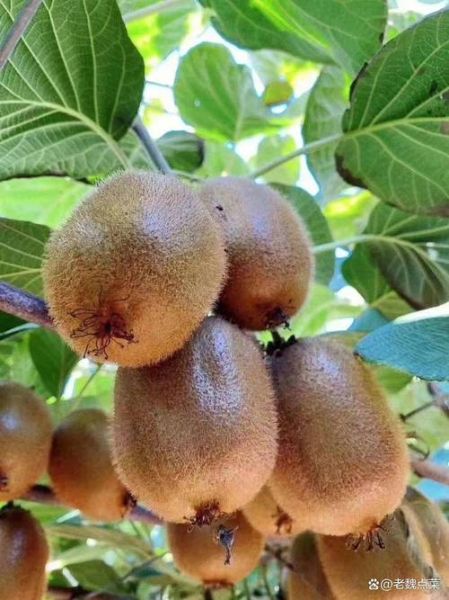 猕猴桃产地哪里的最好_中国最好吃的猕猴桃在哪里-第3张图片-山城妙识