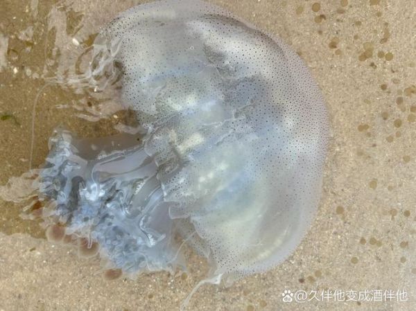 新鲜海蜇怎么保存_新鲜海蜇图片长什么样-第3张图片-山城妙识