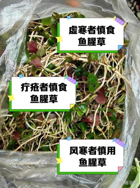 哪些人不能吃鱼腥草_鱼腥草禁忌人群-第1张图片-山城妙识 哪些人不能吃鱼腥草_鱼腥草禁忌人群-第1张图片-山城妙识