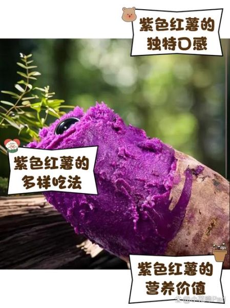 紫地瓜是转基因吗_紫地瓜和紫薯区别-第2张图片-山城妙识 紫地瓜是转基因吗_紫地瓜和紫薯区别-第2张图片-山城妙识