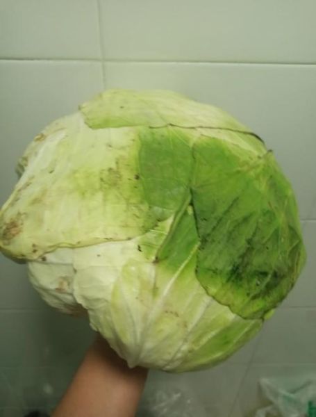 大头菜长什么样_大头菜和卷心菜的区别-第1张图片-山城妙识