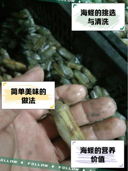 蛏子图片大全_蛏子怎么挑选-第3张图片-山城妙识 蛏子图片大全_蛏子怎么挑选-第3张图片-山城妙识