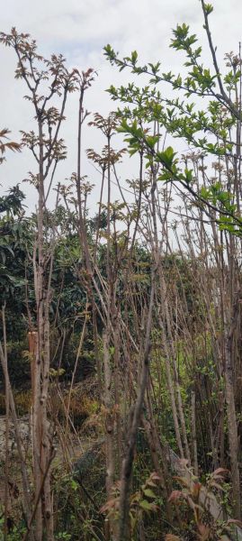 香椿头怎么做好吃_香椿头几月份采摘最好-第2张图片-山城妙识 香椿头怎么做好吃_香椿头几月份采摘最好-第2张图片-山城妙识