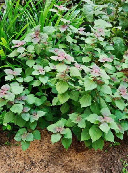 紫苏图片大全高清_紫苏长什么样-第2张图片-山城妙识 紫苏图片大全高清_紫苏长什么样-第2张图片-山城妙识