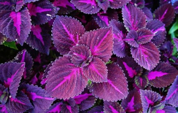 紫苏图片大全高清_紫苏长什么样-第1张图片-山城妙识 紫苏图片大全高清_紫苏长什么样-第1张图片-山城妙识