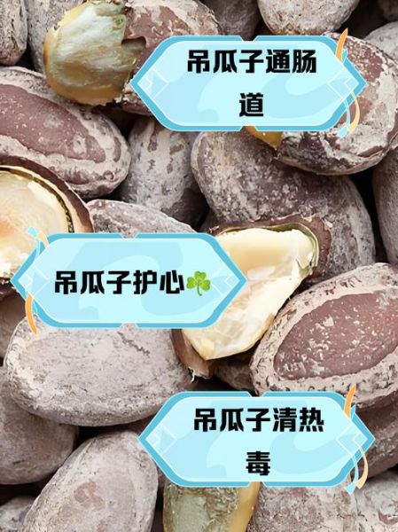 吊瓜子的营养价值_吊瓜子每天吃多少合适-第1张图片-山城妙识 吊瓜子的营养价值_吊瓜子每天吃多少合适-第1张图片-山城妙识