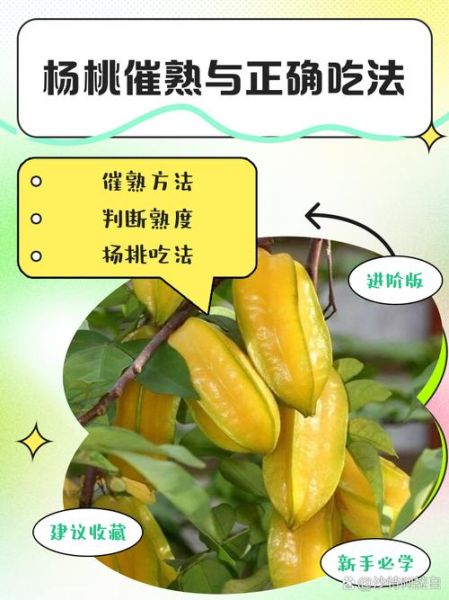 杨桃怎么吃图解_杨桃的正确吃法步骤-第1张图片-山城妙识 杨桃怎么吃图解_杨桃的正确吃法步骤-第1张图片-山城妙识