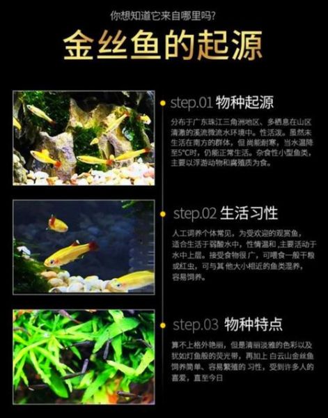 白云金丝鱼怎么养_白云金丝鱼能长多大-第1张图片-山城妙识 白云金丝鱼怎么养_白云金丝鱼能长多大-第1张图片-山城妙识