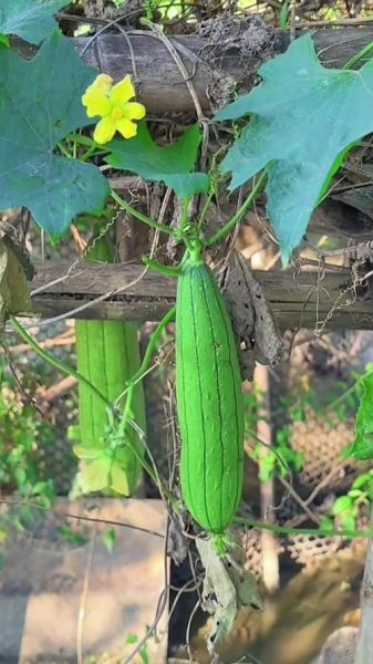 丝瓜叶煮水能天天喝吗_丝瓜叶煮水的功效与作用-第1张图片-山城妙识