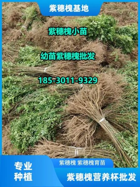 槐树苗多少钱一棵_槐树苗价格表2024-第1张图片-山城妙识