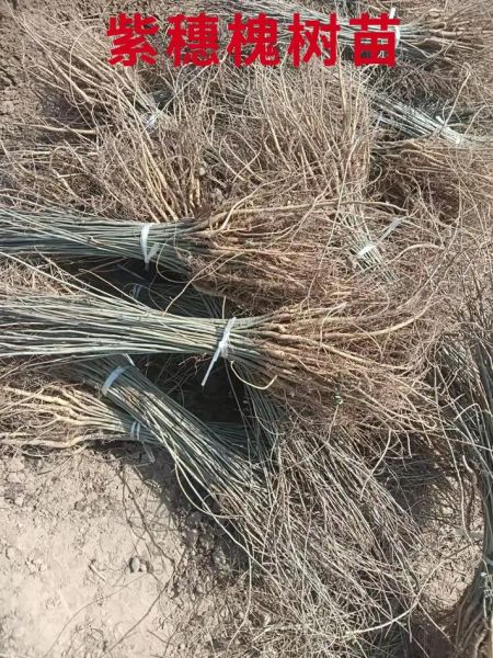 槐树苗多少钱一棵_槐树苗价格表2024-第2张图片-山城妙识