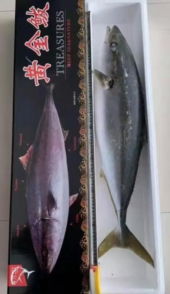 黄金鲅鱼多少钱一斤_黄金鲅鱼价格行情-第1张图片-山城妙识