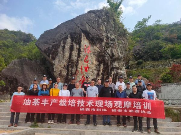 油茶种植技术培训_如何提高油茶产量-第1张图片-山城妙识