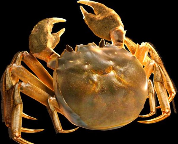 中华绒螯蟹怎么挑选_中华绒螯蟹价格多少钱一斤-第2张图片-山城妙识