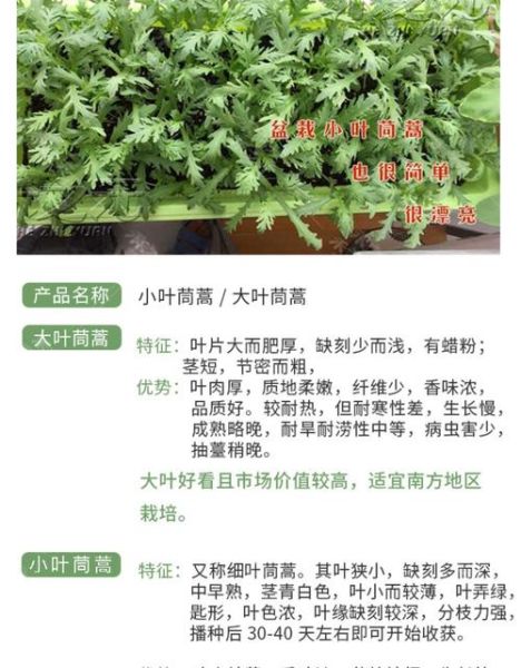 茼蒿菜什么时候种最好_茼蒿菜种植最佳时间-第2张图片-山城妙识 茼蒿菜什么时候种最好_茼蒿菜种植最佳时间-第2张图片-山城妙识