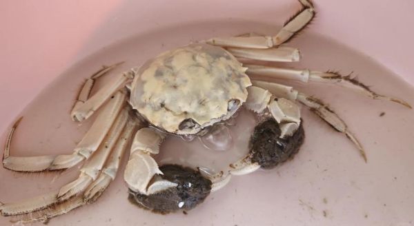 中华绒螯蟹怎么挑选_中华绒螯蟹价格多少钱一斤-第3张图片-山城妙识