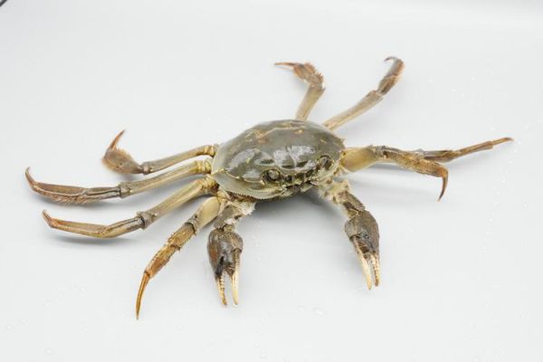 中华绒螯蟹怎么挑选_中华绒螯蟹价格多少钱一斤-第1张图片-山城妙识