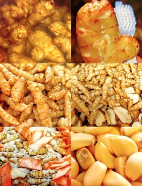 鬼子姜怎么腌制好吃_鬼子姜腌制配方大全-第2张图片-山城妙识 鬼子姜怎么腌制好吃_鬼子姜腌制配方大全-第2张图片-山城妙识