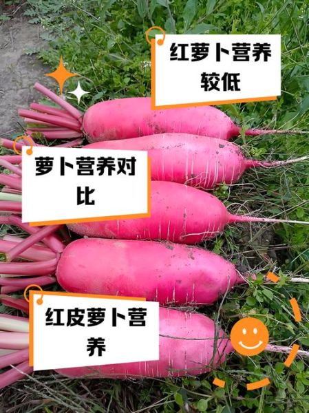 红萝卜和白萝卜的区别_哪个营养价值更高-第1张图片-山城妙识