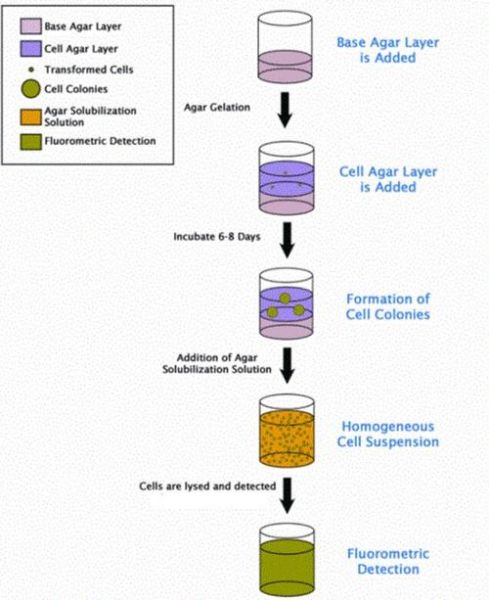 琼脂平板划线法步骤_如何避免污染-第2张图片-山城妙识