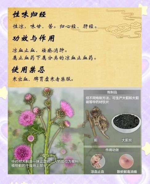 大蓟草的功效与作用_大蓟草能治什么病-第2张图片-山城妙识
