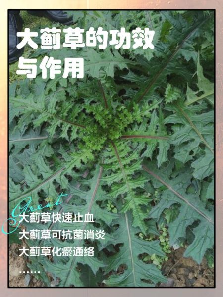大蓟草的功效与作用_大蓟草能治什么病-第1张图片-山城妙识