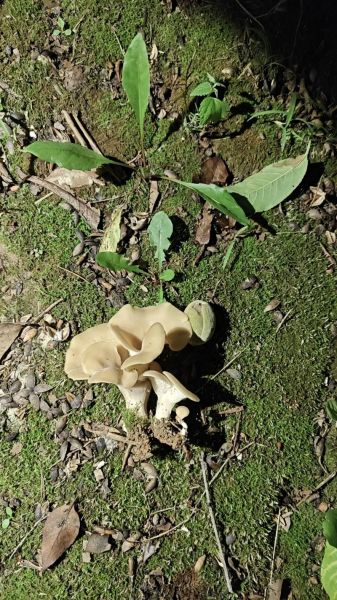 蘑菇视频怎么下载_蘑菇视频安全吗-第3张图片-山城妙识 蘑菇视频怎么下载_蘑菇视频安全吗-第3张图片-山城妙识