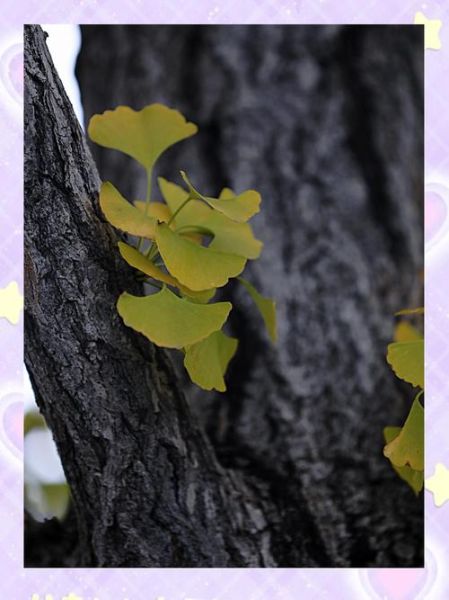 银杏叶在风水上代表什么_家里能放银杏叶吗-第2张图片-山城妙识 银杏叶在风水上代表什么_家里能放银杏叶吗-第2张图片-山城妙识