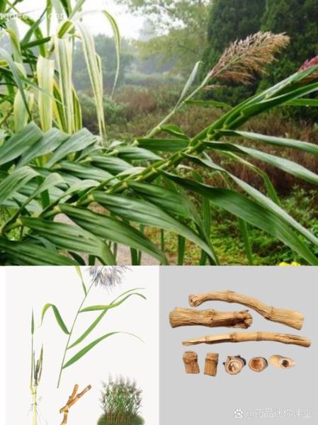 芦根和白茅根的区别_哪个更好-第3张图片-山城妙识 芦根和白茅根的区别_哪个更好-第3张图片-山城妙识