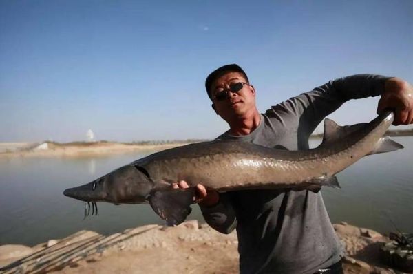 人工养殖鲟鱼多少钱一斤_人工鲟鱼价格影响因素-第3张图片-山城妙识