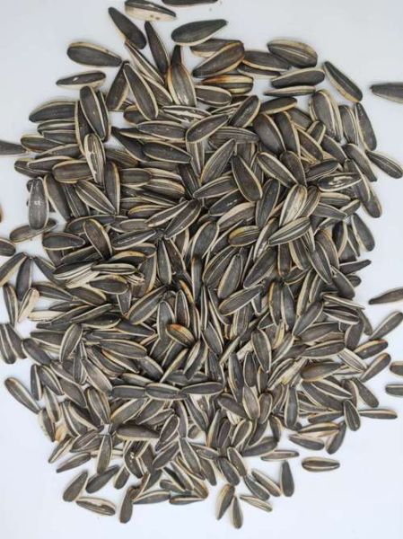 葵花籽图片怎么拍_葵花籽高清图哪里找-第1张图片-山城妙识