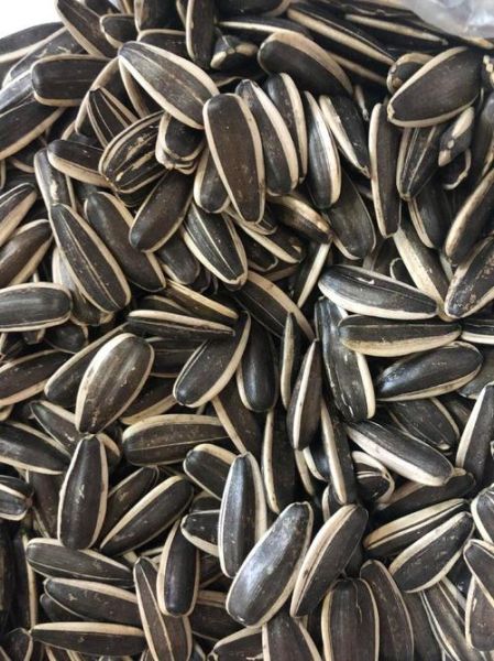 葵花籽图片怎么拍_葵花籽高清图哪里找-第3张图片-山城妙识