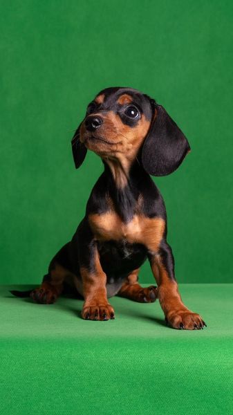 腊肠犬幼犬怎么喂养_腊肠犬幼犬价格多少钱-第1张图片-山城妙识