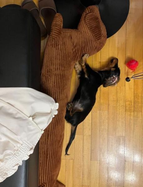 腊肠犬幼犬怎么喂养_腊肠犬幼犬价格多少钱-第2张图片-山城妙识